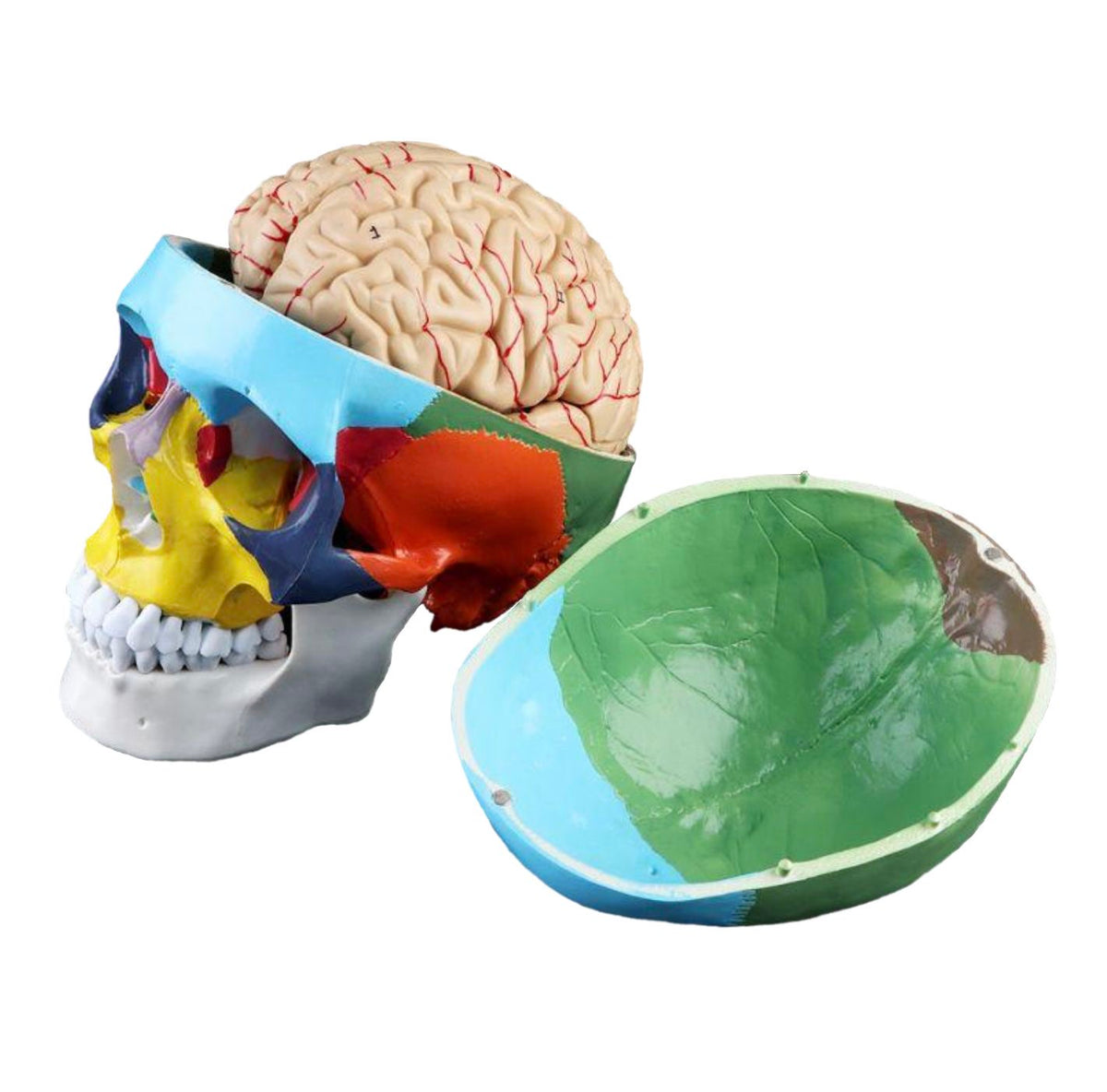1:1 Scale Colorful Human Skull & Brain Model - Psych Outlet