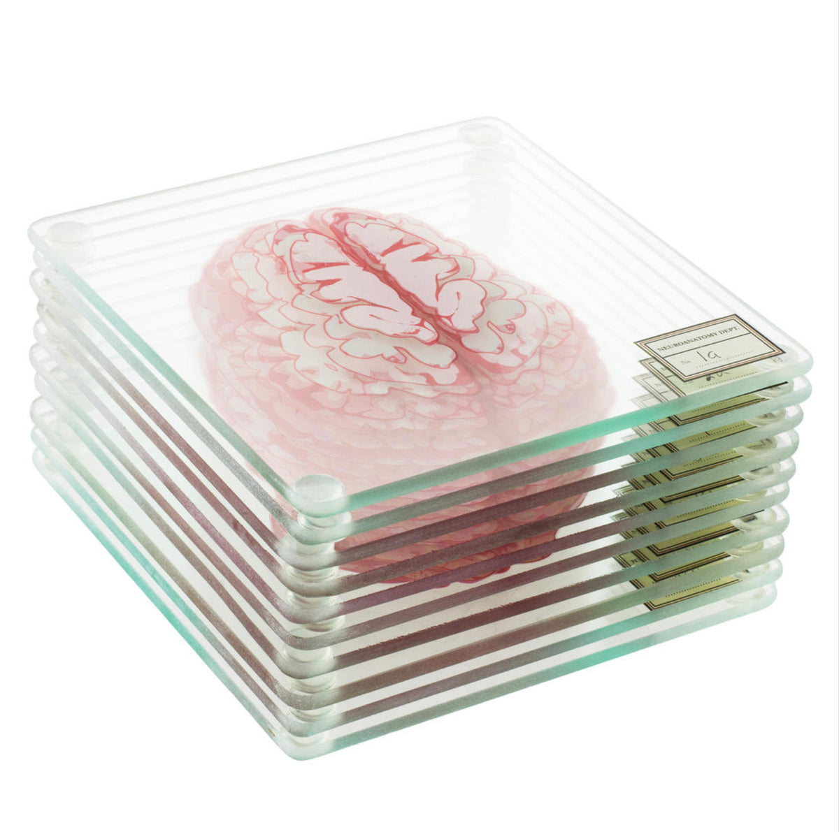 Acrylic Glass Brain Specimen Drink Coasters Set - 3D Horizontal Plane ...